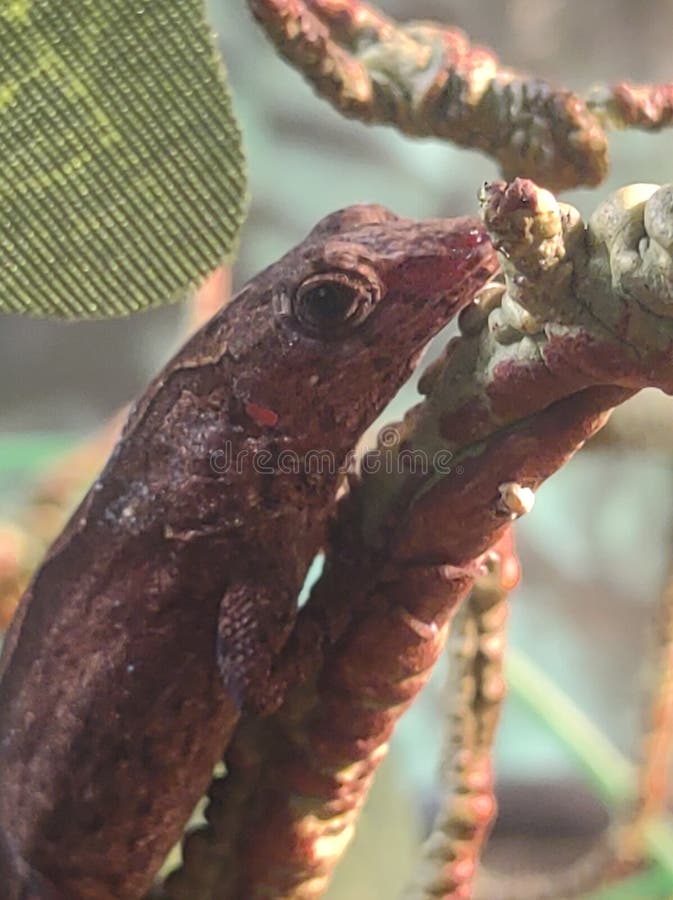 Anole lizards small pet stock photo. Image of invertebrate - 252996664
