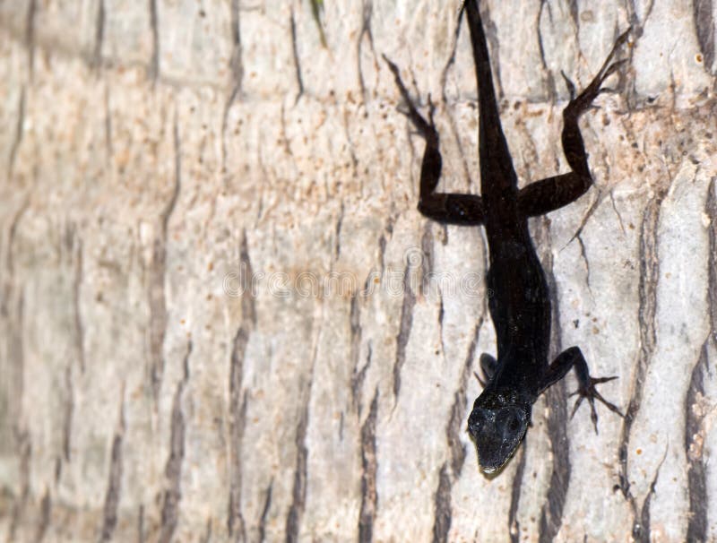 Anole on Tree in the Yucatan, Mexico Stock Photo - Image of anole ...
