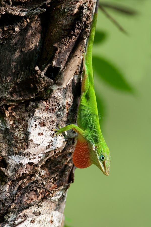 Anole Vert Scientifiquement Connu Sous Le Nom D'Anolis Carolinensis ...