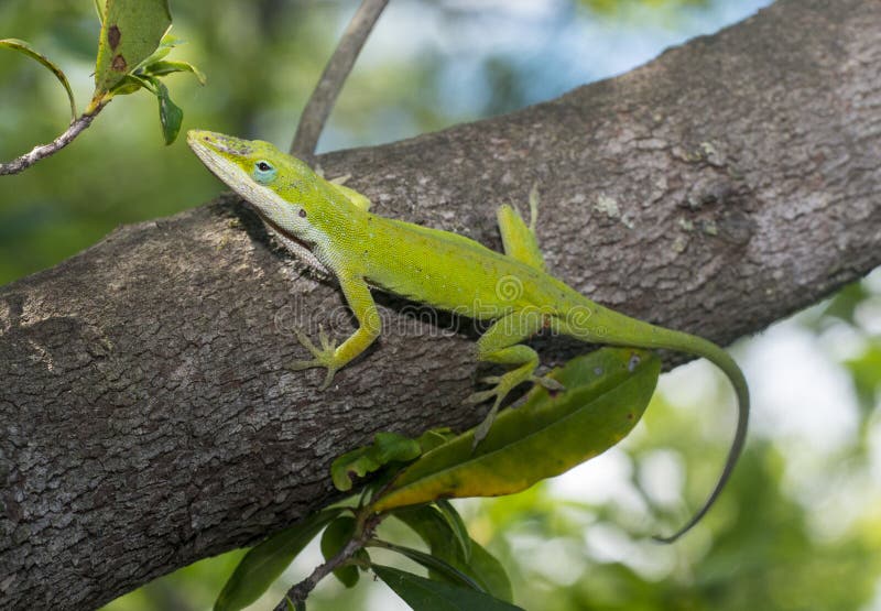 Anole Vert Scientifiquement Connu Sous Le Nom D'Anolis Carolinensis ...