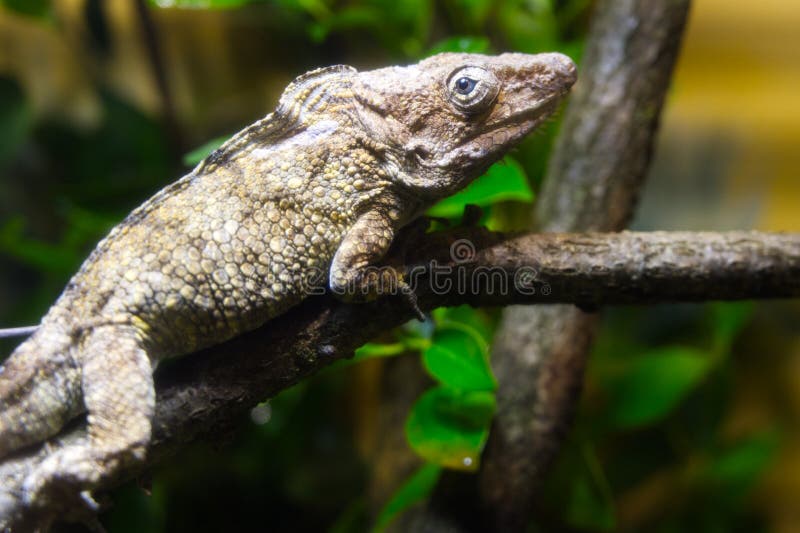 Anolis Barbatus a Little Chameleon Lizard from Cuba Stock Image - Image ...