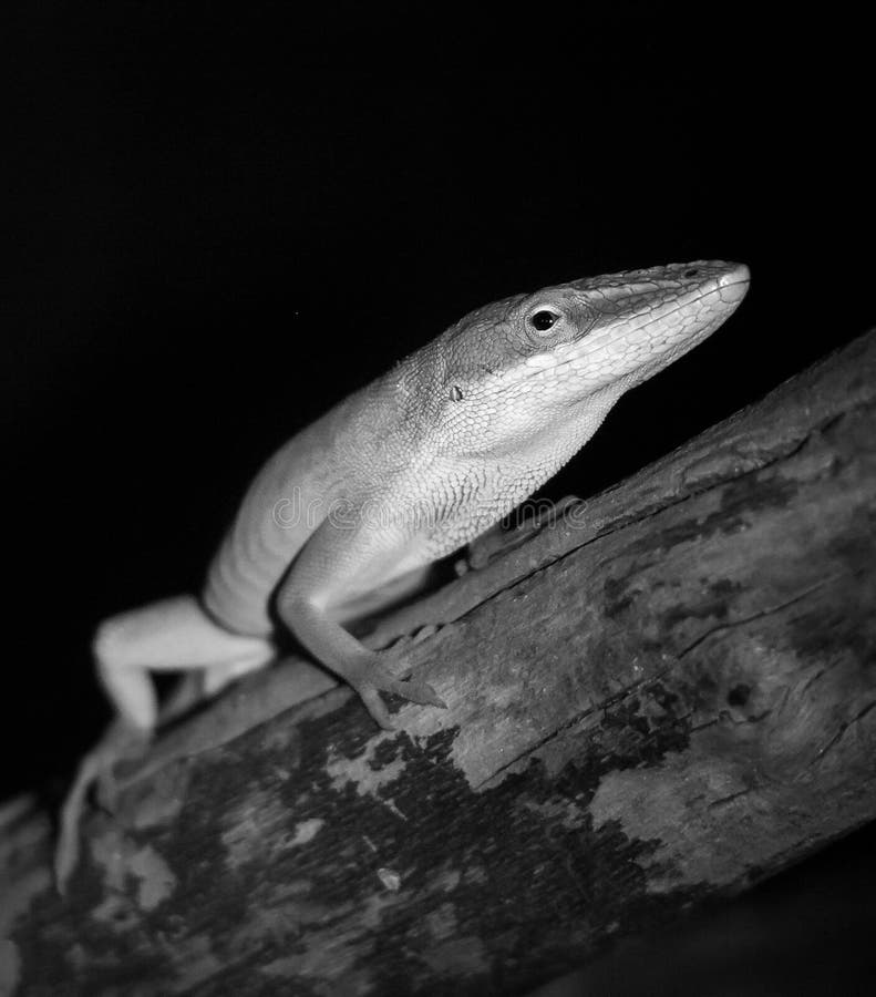 Anolis stock photo. Image of close, wildlife, background - 89116792