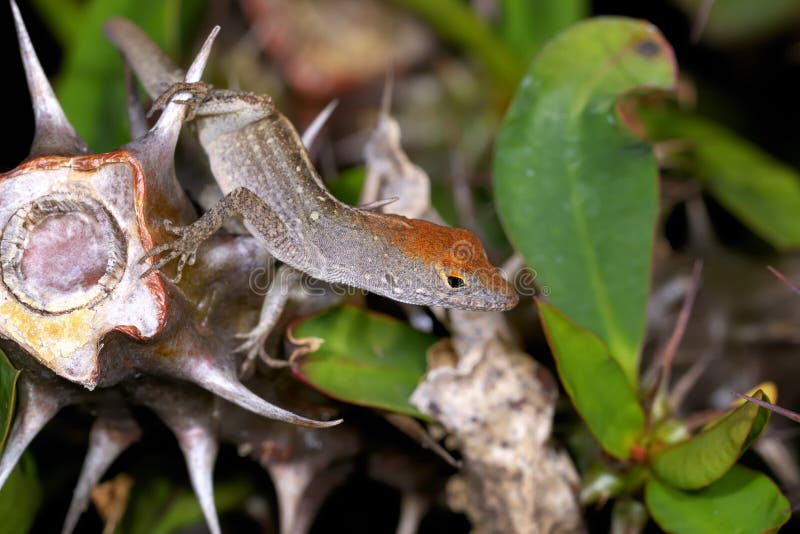 Anolis sagrei, brown anole stock image. Image of looking - 13519315