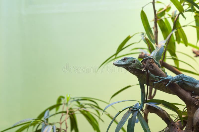 Anolis sp. - Anole stock image. Image of cold, tongue - 23863627