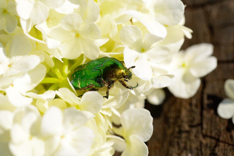 465 Anomala Stock Photos - Free & Royalty-Free Stock Photos from Dreamstime