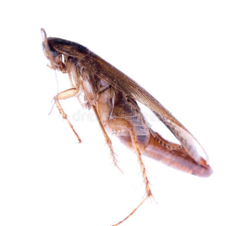 Anomalie De Cancrelat D'insecte Avec La Poche D'oeufs Image stock ...