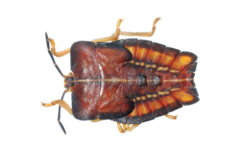 Anomalie De Puanteur D'insecte Photo stock - Image du nature, ecran ...