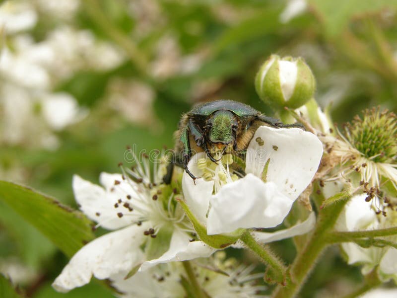 Anomalie verte image stock. Image du blanc, coléoptère - 11286543