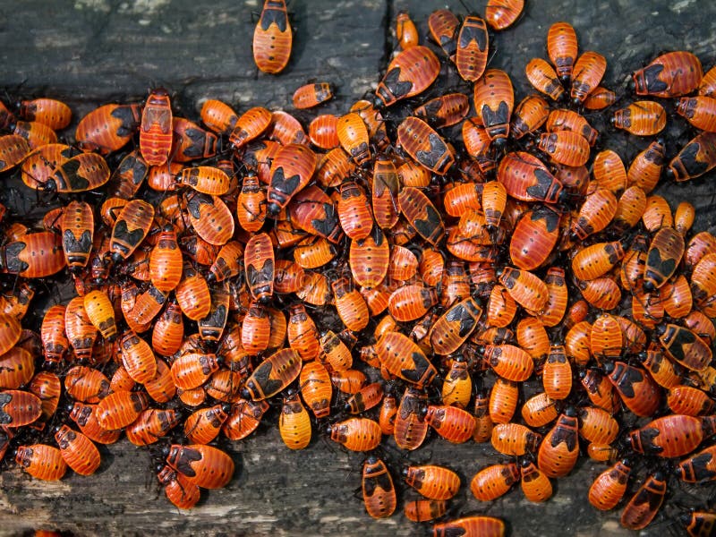 Anomalies D'insectes En Bois Image stock - Image du fuselage, noir ...