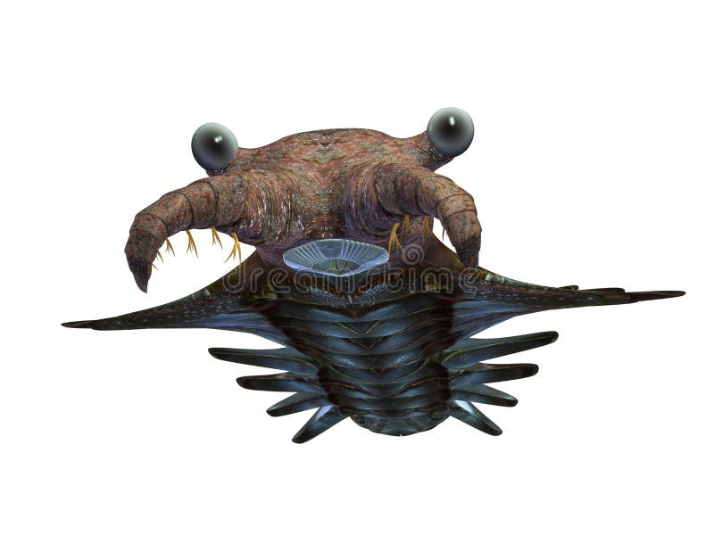 Anomalocaris and Ammonite Set Stock Illustration - Illustration of ...