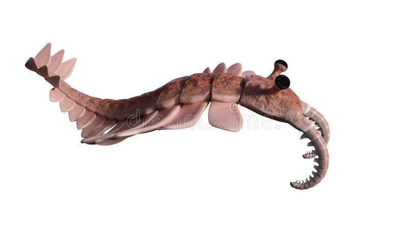 Marine Life Cambrian Period Stock Illustrations – 58 Marine Life ...