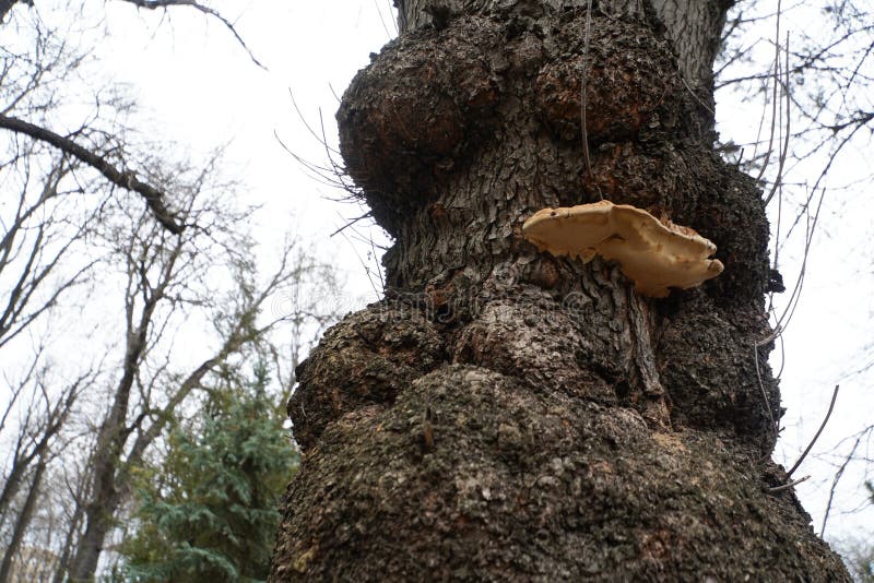 Anomaly in a Tree Trunk. the Nature. Photo during the Day. Stock Image ...