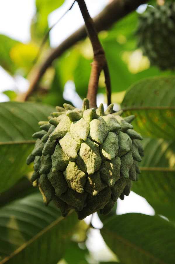 Anona imagen de archivo. Imagen de alimento, sano, agricultura - 21197111