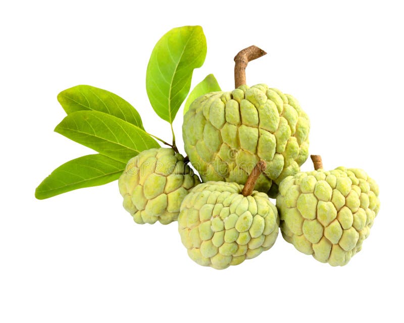 Fruta de la anona foto de archivo. Imagen de verde, gérmenes - 32780764