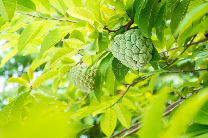 Anona inmadura imagen de archivo. Imagen de tropical - 32001293