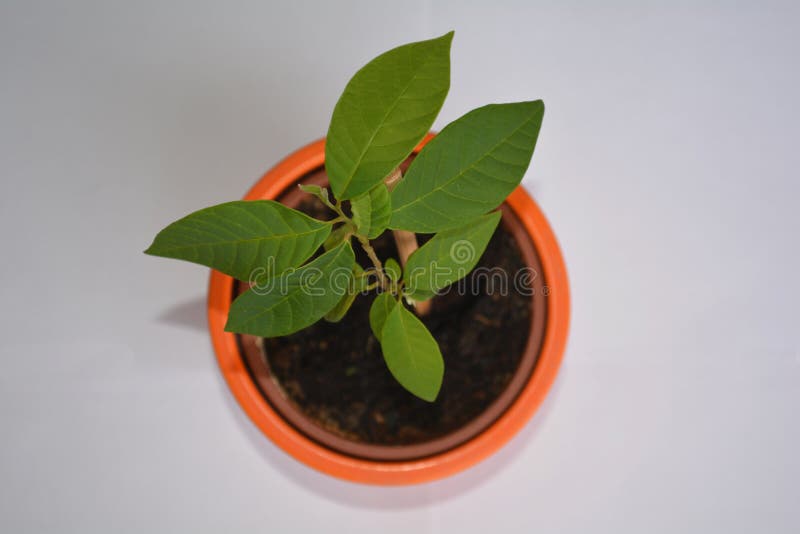 Anona cherimoya tree stock image. Image of fresh, leaves - 73821105