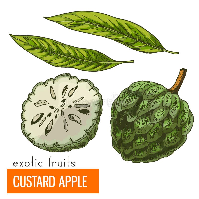 Anona Ilustraciones Stock, Vectores, Y Clipart – (83 Ilustraciones Stock)