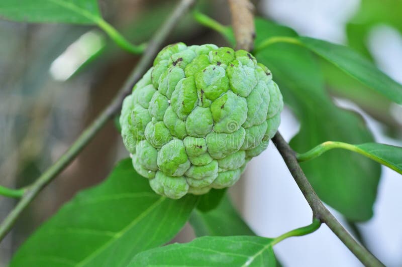 Anonas Fotos De Stock - Descarga 179 Fotos Libres de Derechos