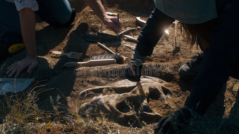 Anonymous Archaeologists Digging Out Dinosaur Skeleton Stock Image ...