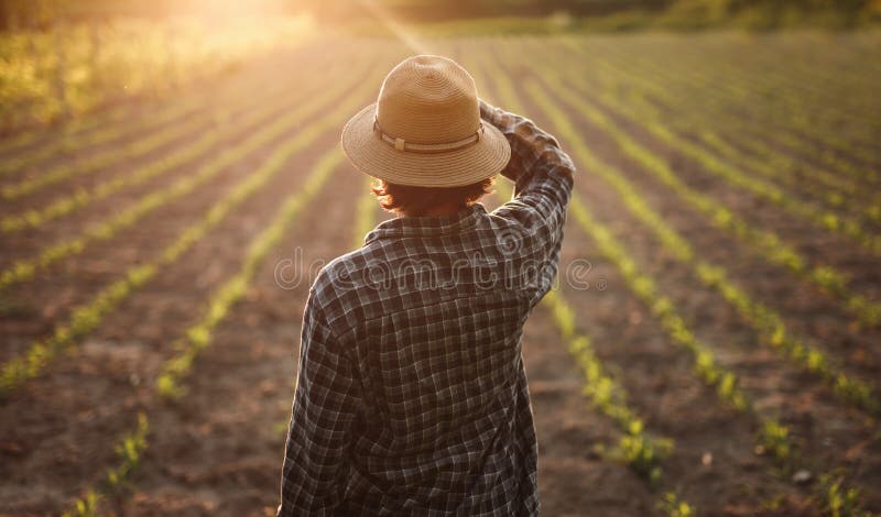 Anonymous Farmer Looking at Crops Stock Image - Image of harmony, fresh ...