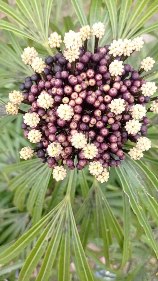 Anonymous Flower Photo with Normal Camera Stock Photo - Image of camera ...