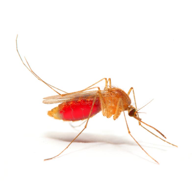 6+ Malaria mosquito anopheles Free Stock Photos - StockFreeImages