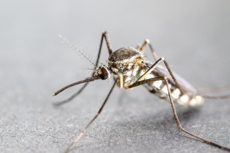 Anopheles Sp Is A Species Of Mosquito In The Order Diptera Anopheles Sp In The Water Stock