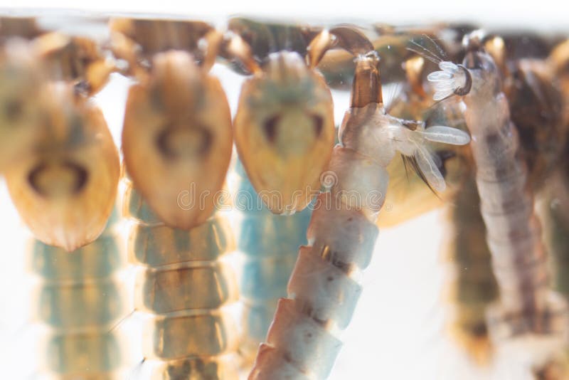 Anopheles Sp. is a Species of Mosquito in the Order Diptera, Anopheles ...