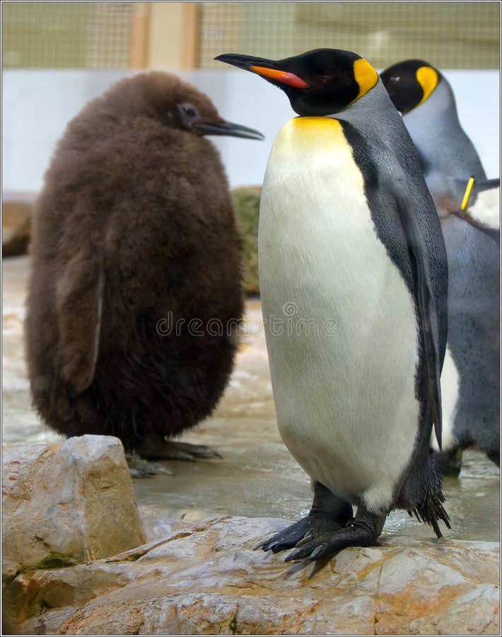 Penguin Parenting stock photo. Image of fluffy, side - 13344822