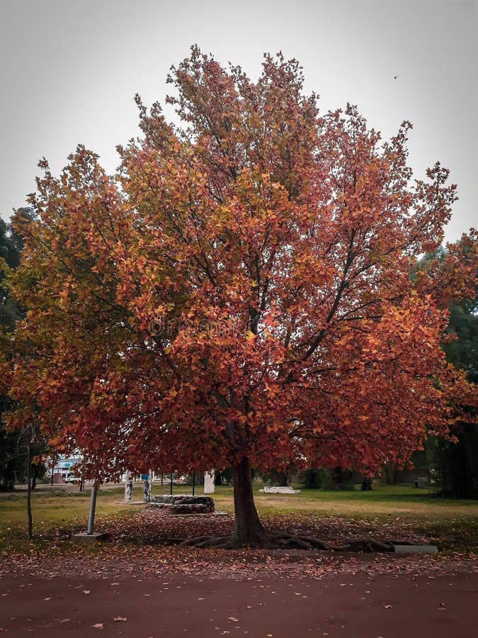 Another autumn tree stock image. Image of deciduous - 236608761