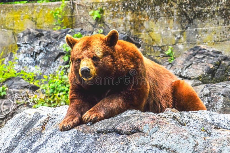 Another day at the zoo. stock photo. Image of jungle - 317110470