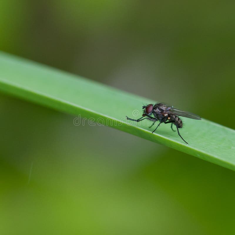 Another Fly stock image. Image of insect, bokeh, green - 28150471