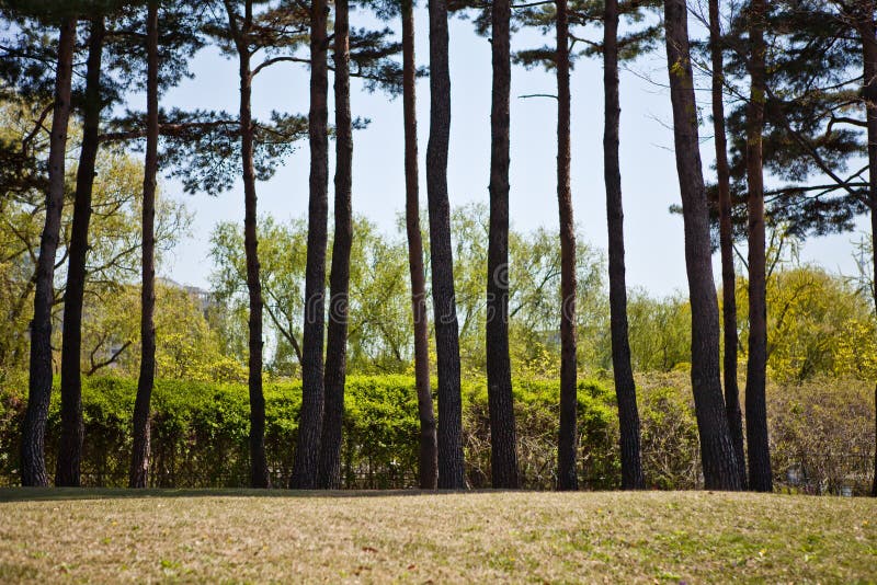 Another Nature Seen through the Trees Stock Image - Image of beautiful ...