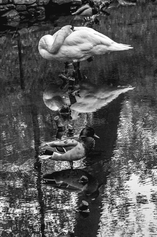 Another Nice Day at Bear Mountain Zoo. Stock Photo - Image of focus ...
