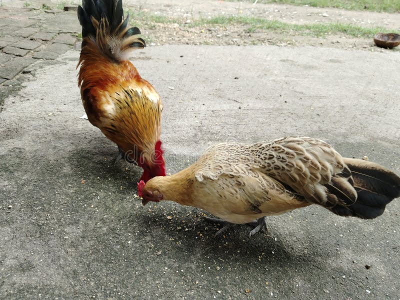 Another Pair of Chickens Eating Corn and Rice Mixed Together Stock ...