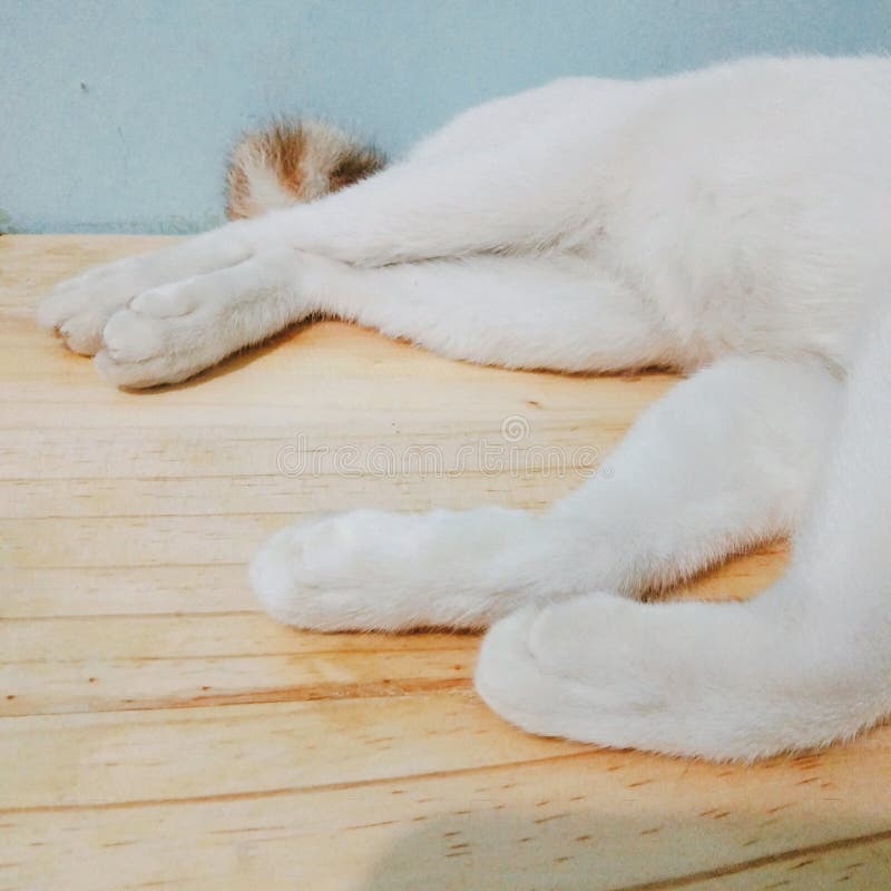 Another Part of Cute Cats Body Stock Photo - Image of hand, white ...