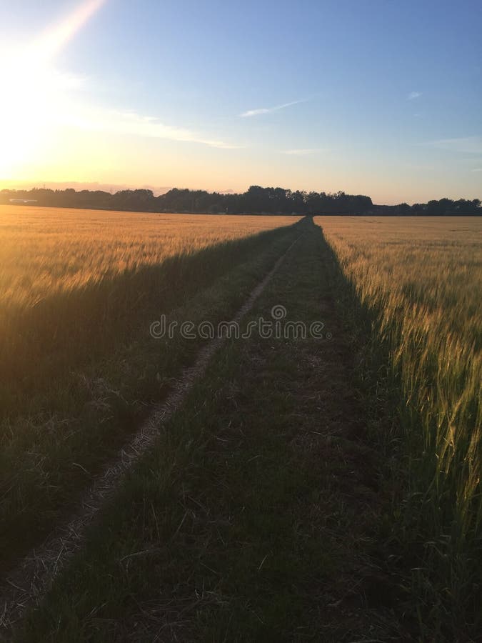 Path in the Field of Corn stock image. Image of radiating - 156267305