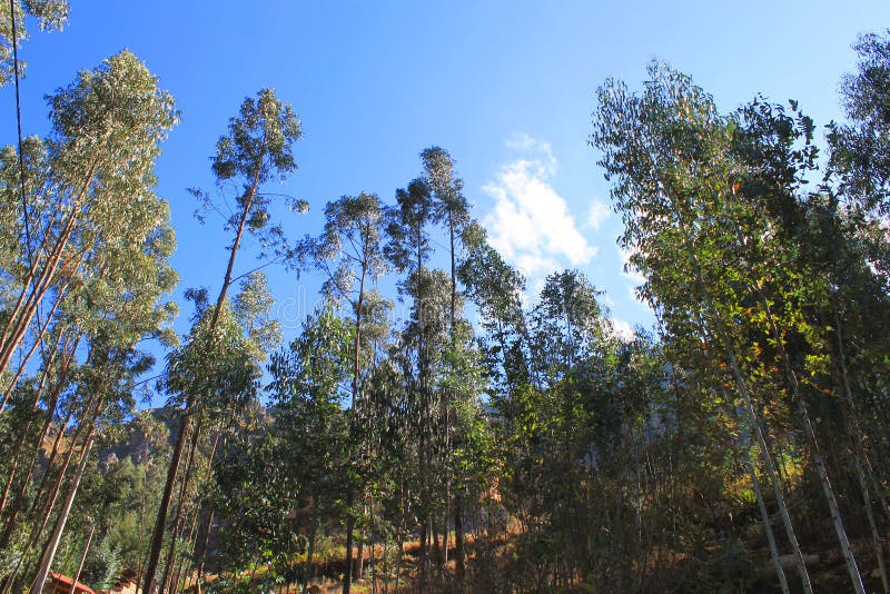 Another Perspective of a Forest in Cajamarca in Peru Stock Image ...