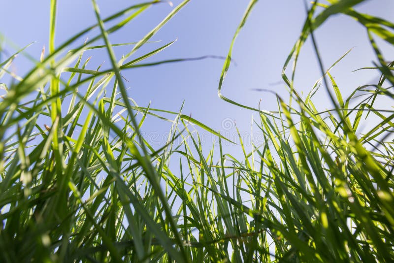 Another Perspective of the Grass Stock Image - Image of leaf, green ...