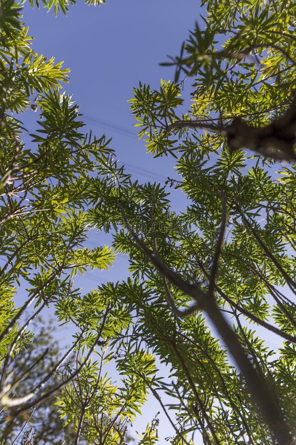 Another Perspective of the Treetops Stock Photo - Image of leaves ...