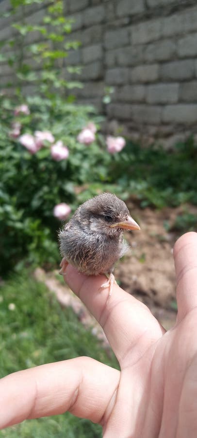 Another Picture of Baby Bird on My Hand. Stock Photo - Image of baby ...