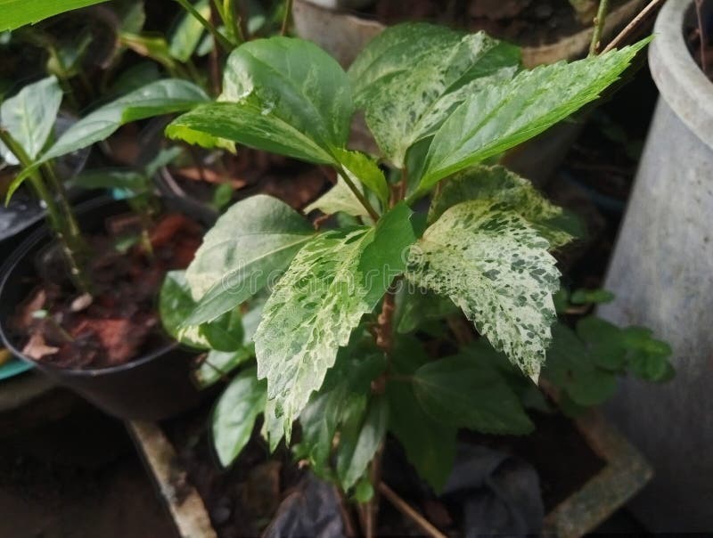 Another Plant on the Backyard Stock Image - Image of plant, autumn ...