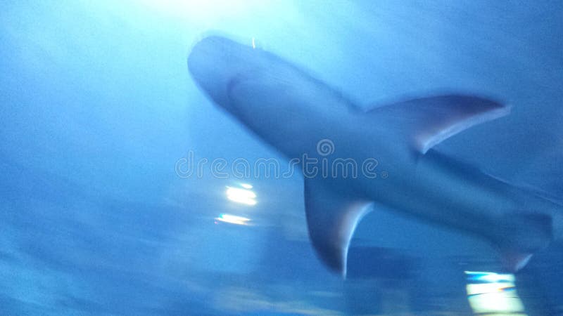 Another shark pic stock image. Image of shark, moving - 52245729