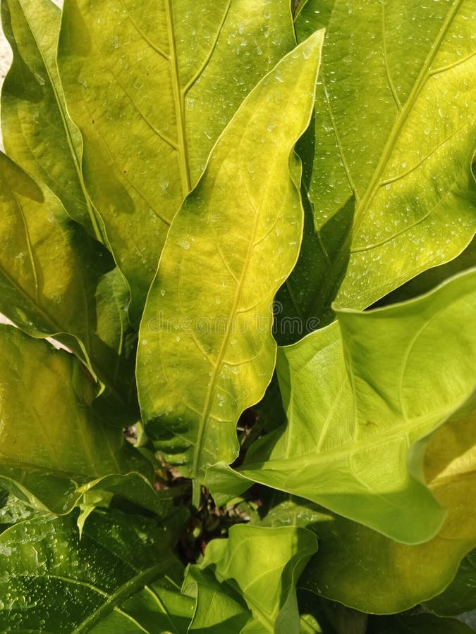 Another Side the Green Leaves at Noon Stock Image - Image of side ...