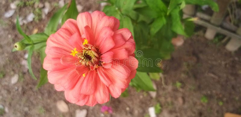 Another view of flower stock image. Image of beauty - 263557241