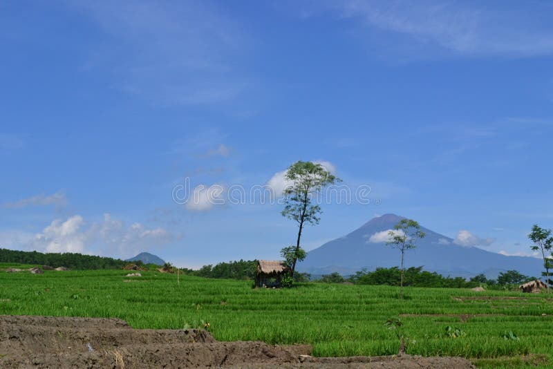 Another View of Slamet Mountain from Rice Fields at Villages Country ...