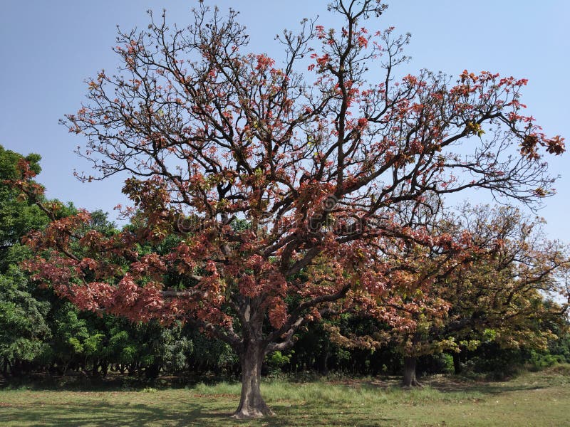 Another View of Tropical Indian Tree of Mahuwa Stock Photo - Image of ...
