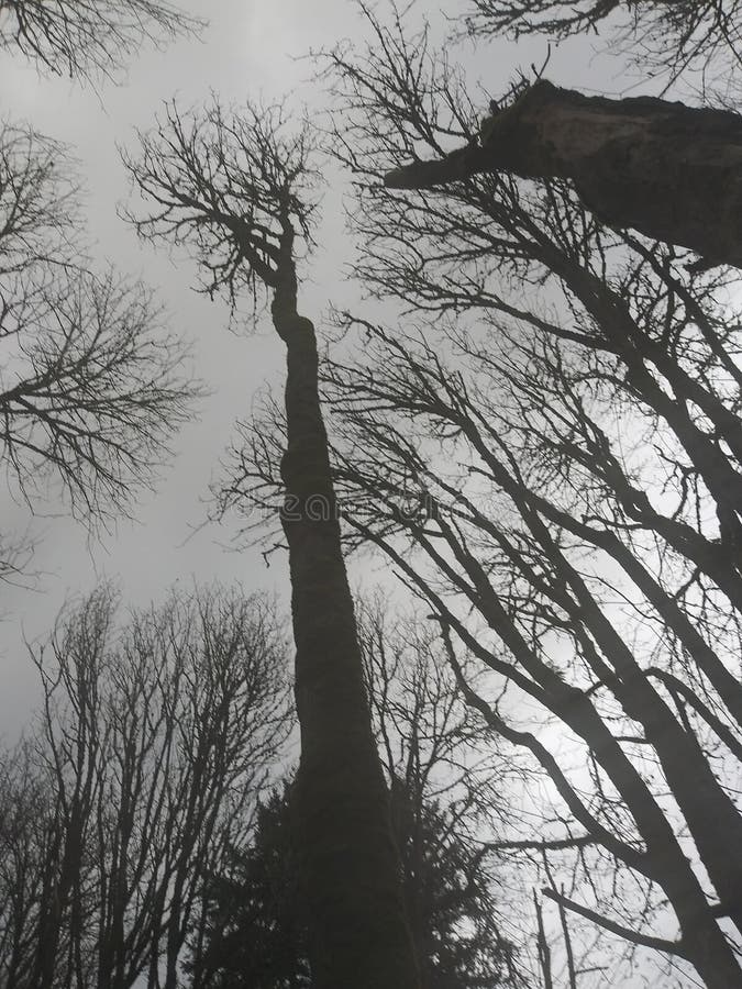 Another View Under the Trees Stock Image - Image of trees, branches ...