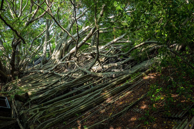 The Anping Tree House in Tainan, Taiwan. Stock Image - Image of anping ...