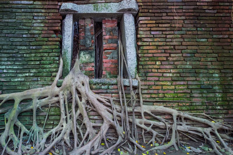 The Anping Tree House in Tainan, Taiwan. Stock Image - Image of aged ...